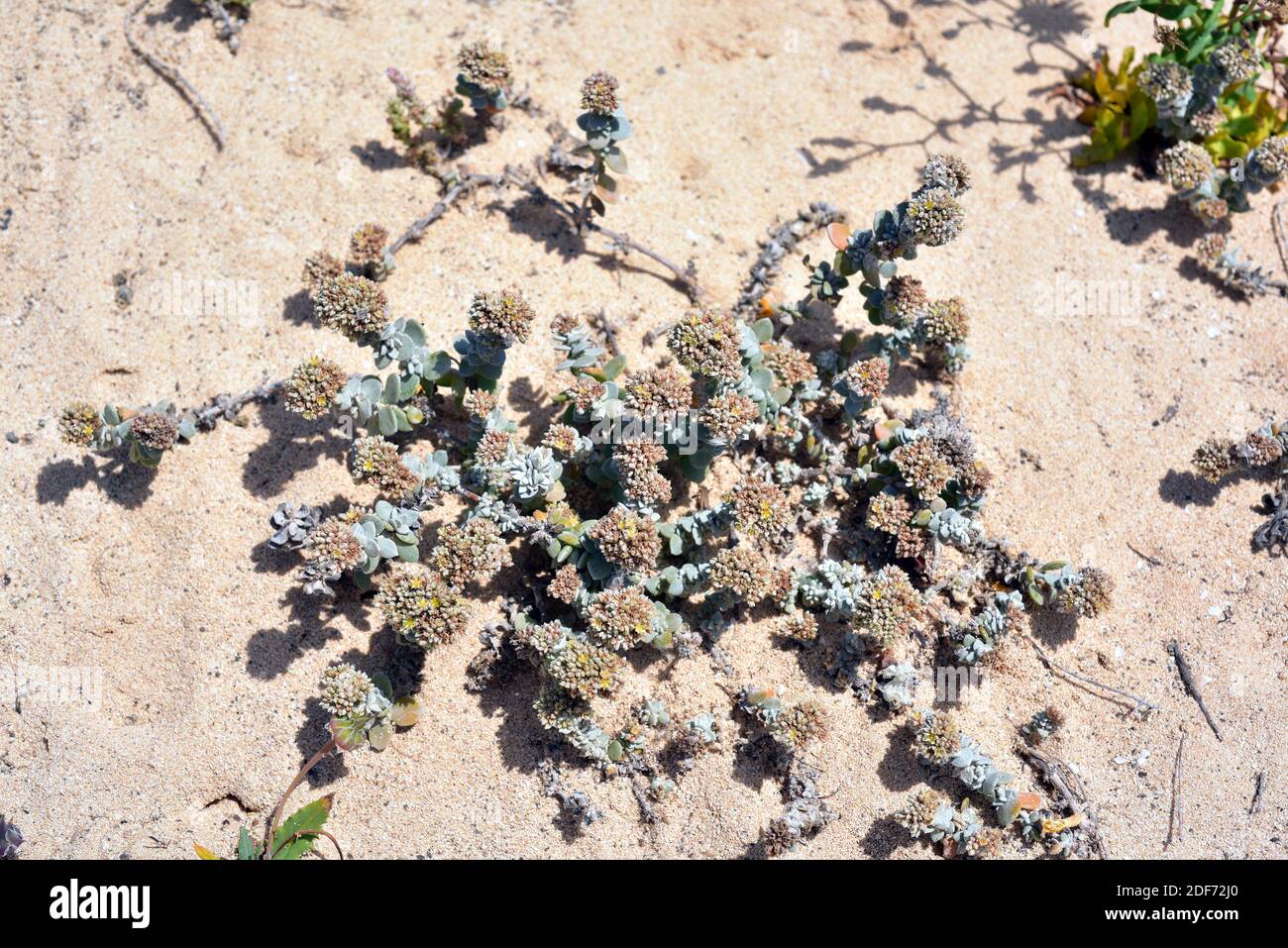 Polycarpaea hi-res stock photography and images - Alamy