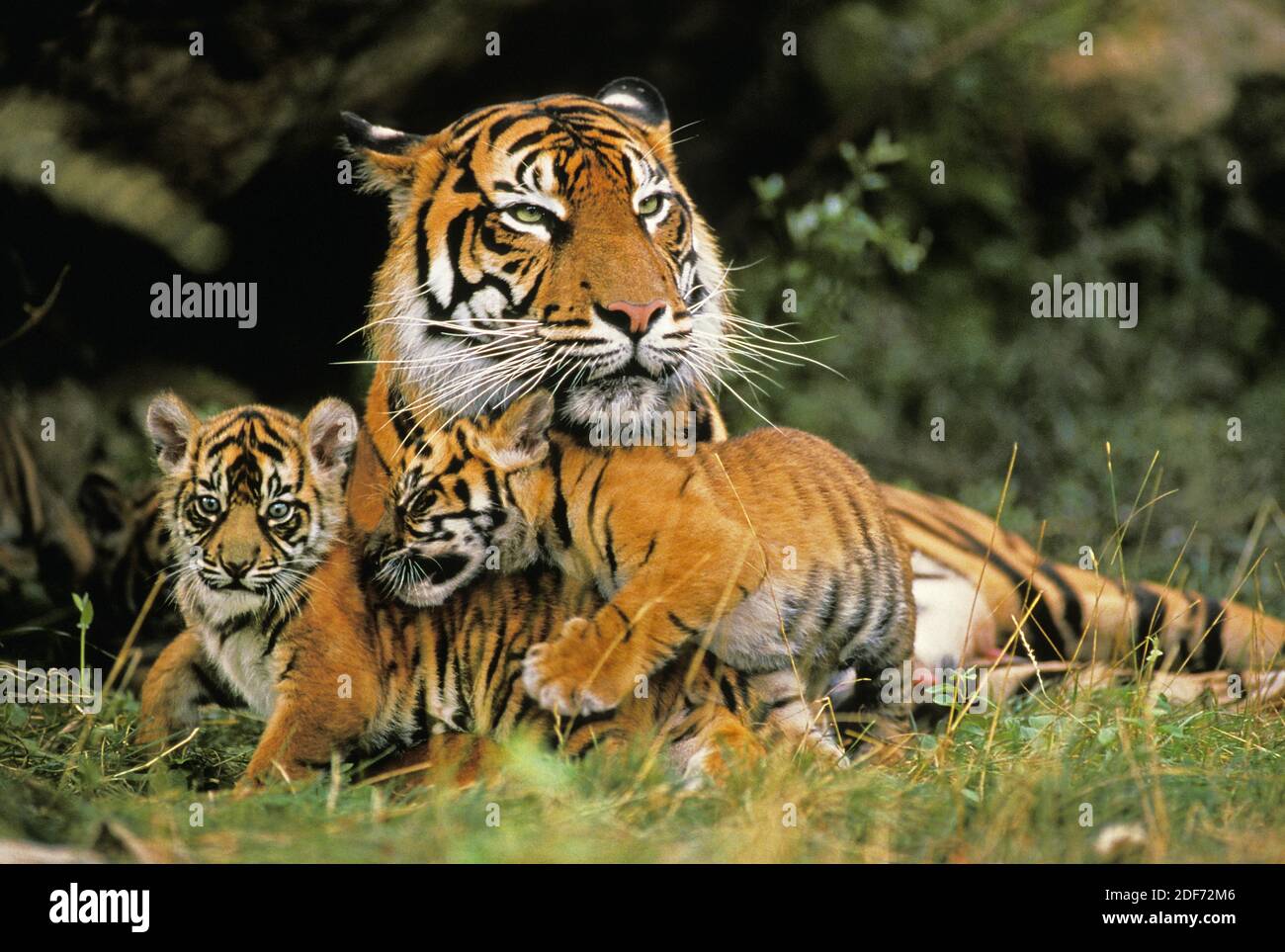 Sumatran Tiger, panthera tigris sumatrae, Mother with Cub Stock Photo ...