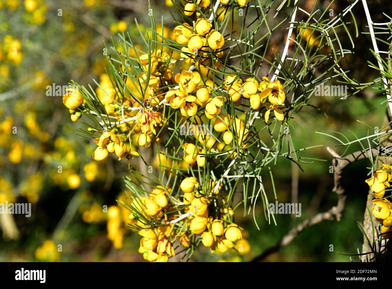 Desert Cassia Shrub