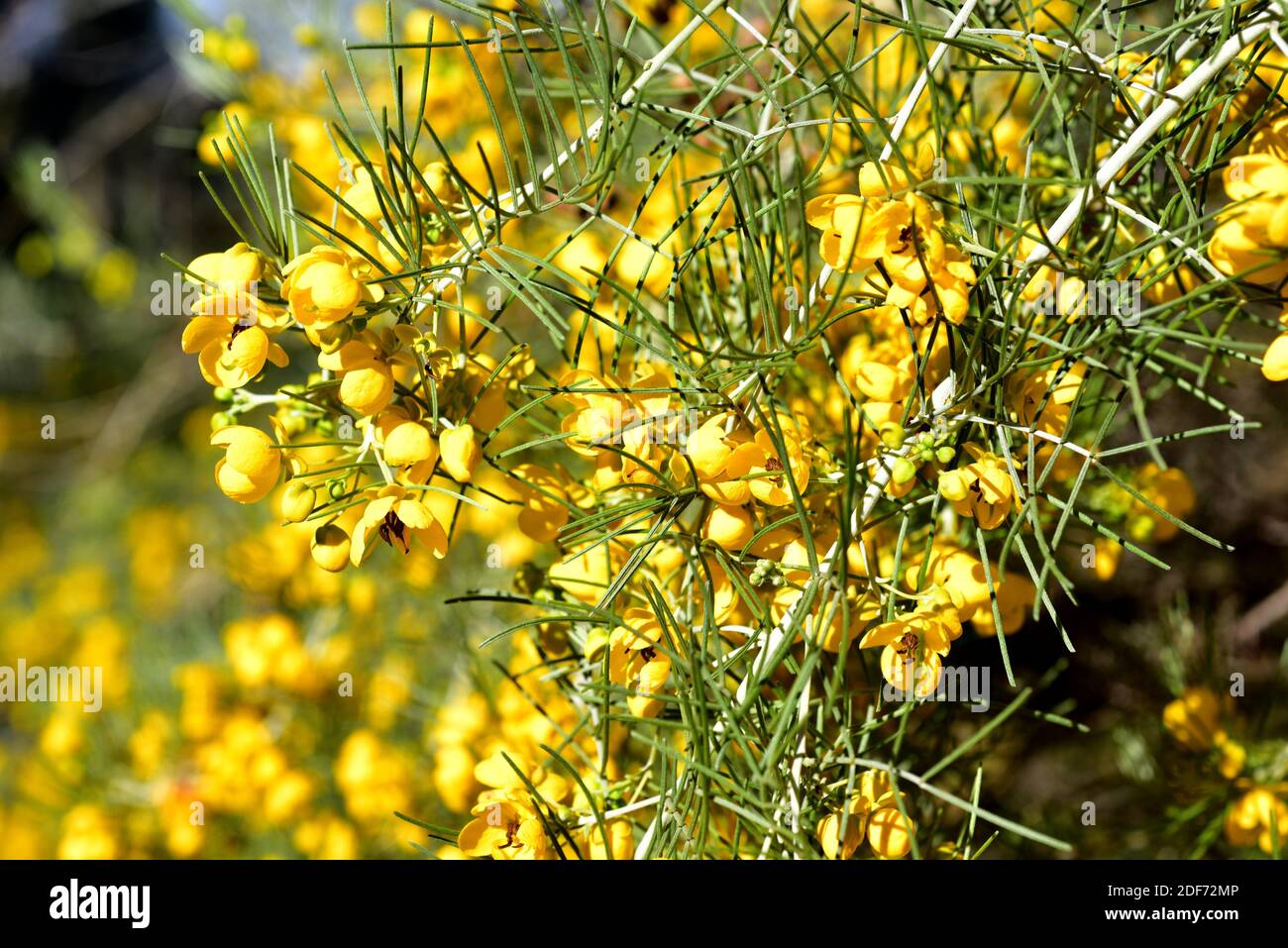Cassia cassia hi-res stock photography and images - Alamy
