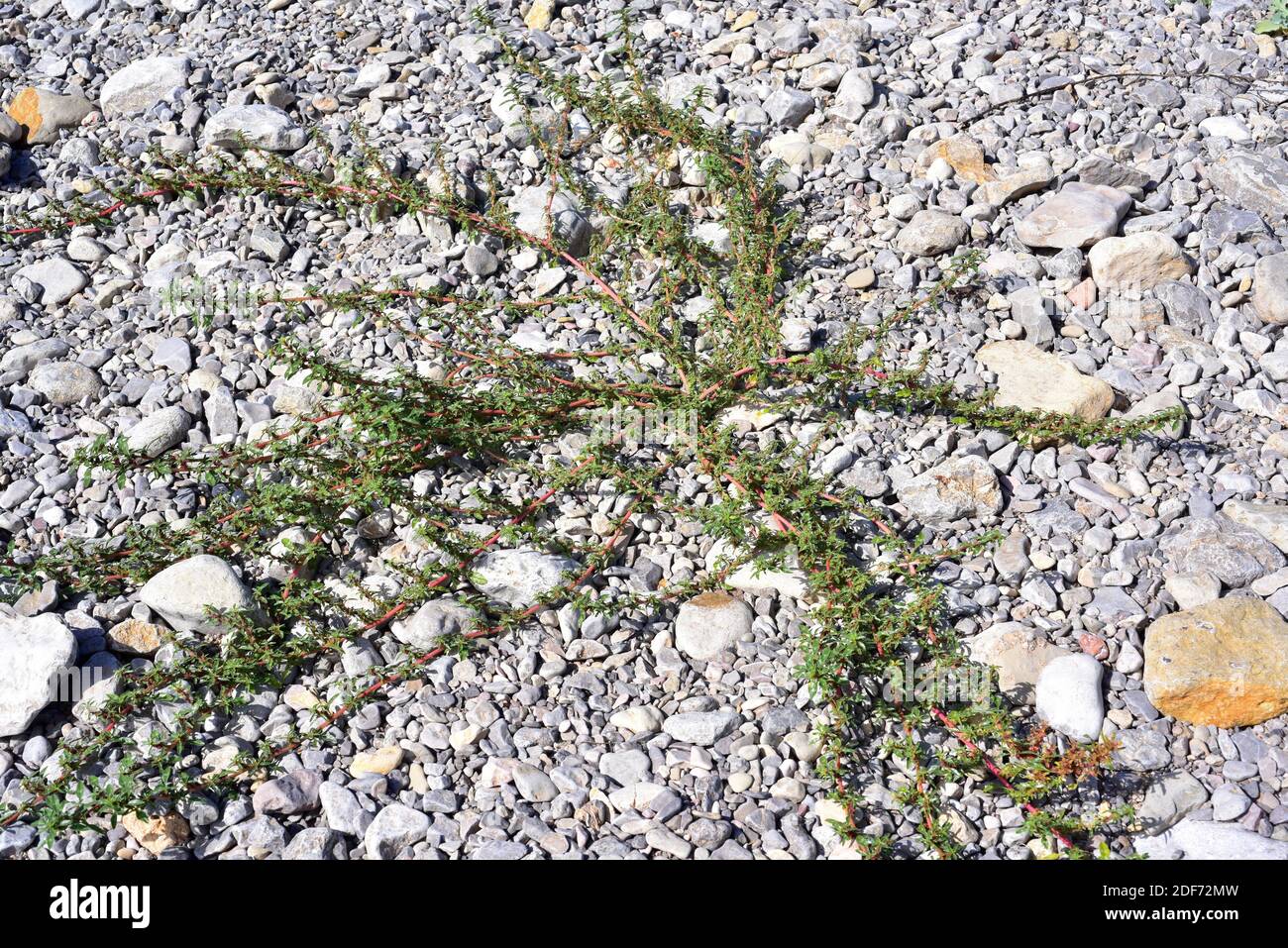 Prostrate amaranth or prostrate pigweed (Amaranthus blitoides) is an ...