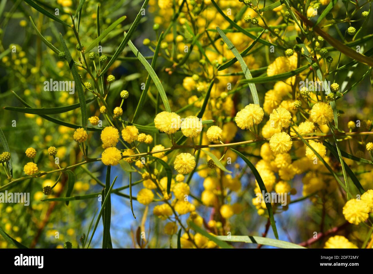 Sticky wattle hi-res stock photography and images - Alamy