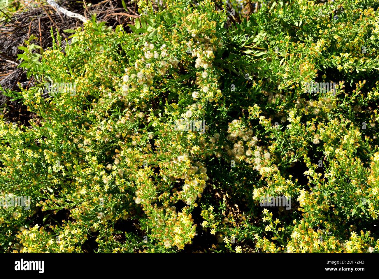 Sticky Fleabane Dittrichia Viscosa High Resolution Stock Photography ...