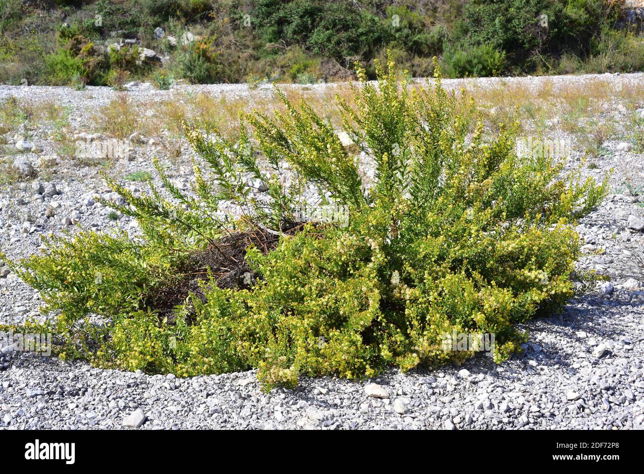 Sticky Fleabane Dittrichia Viscosa High Resolution Stock Photography ...