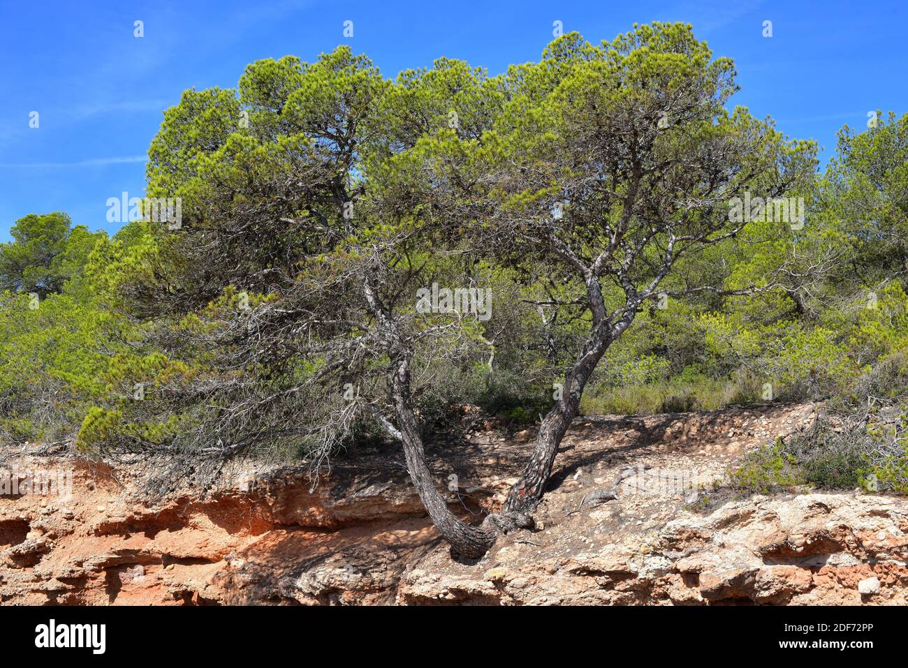Aleppo tree hi-res stock photography and images - Alamy