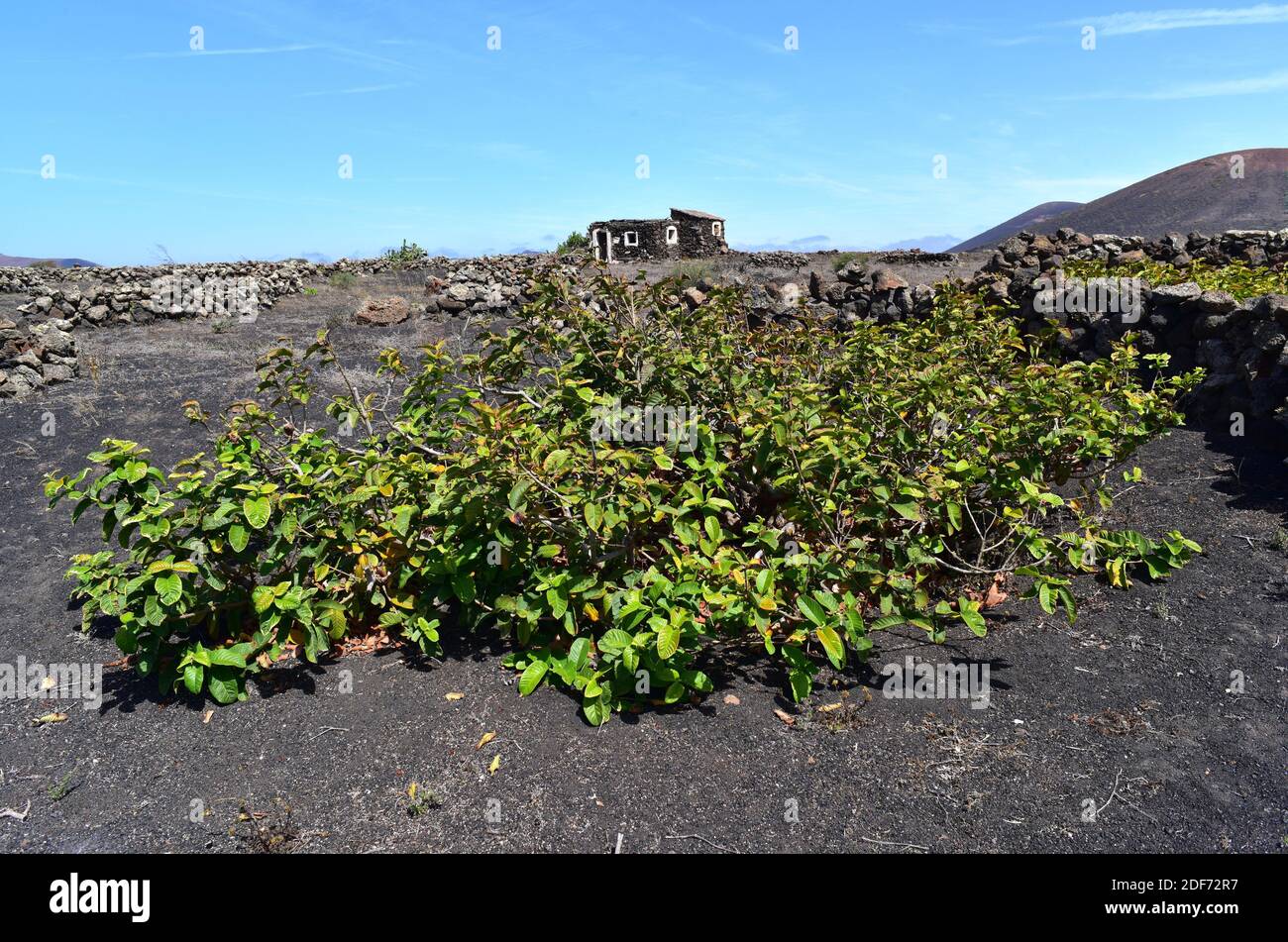 Common guava hi-res stock photography and images - Alamy