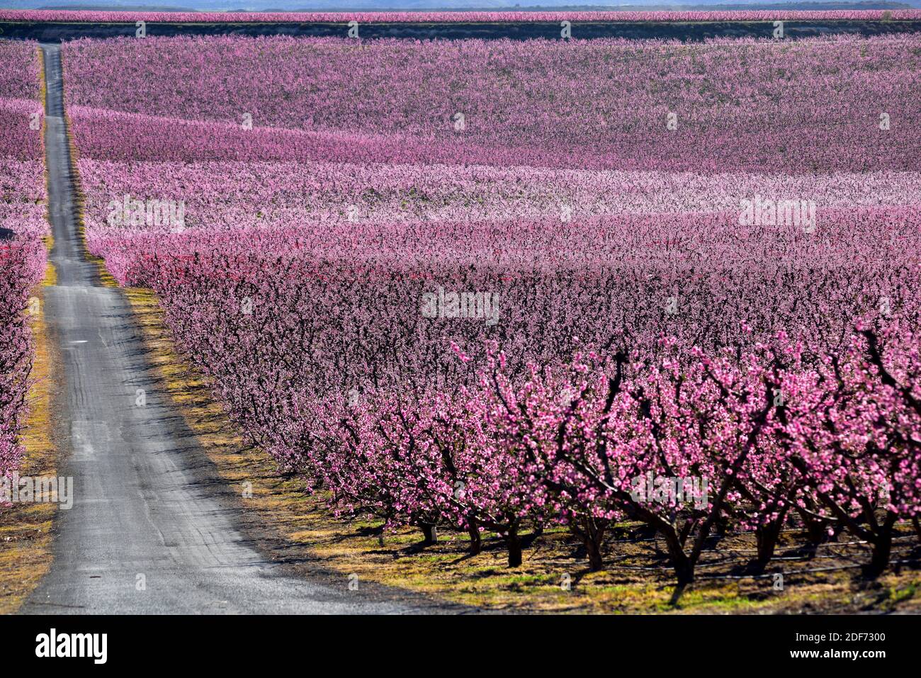 Peach prc hi-res stock photography and images - Alamy