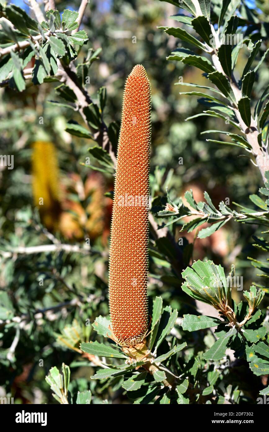 Banksia praemorsa hi-res stock photography and images - Alamy