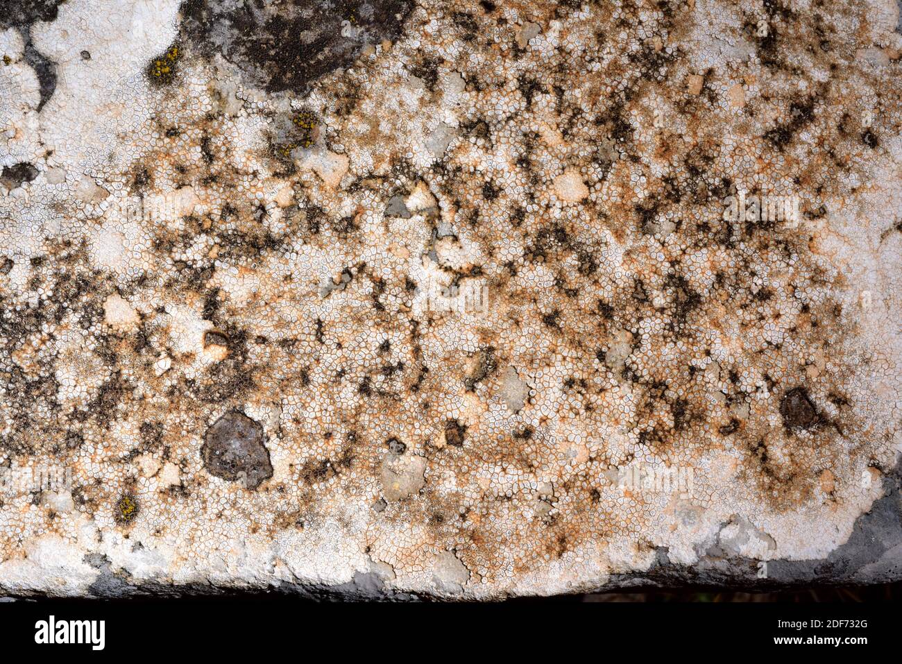 Circinaria hi-res stock photography and images - Alamy
