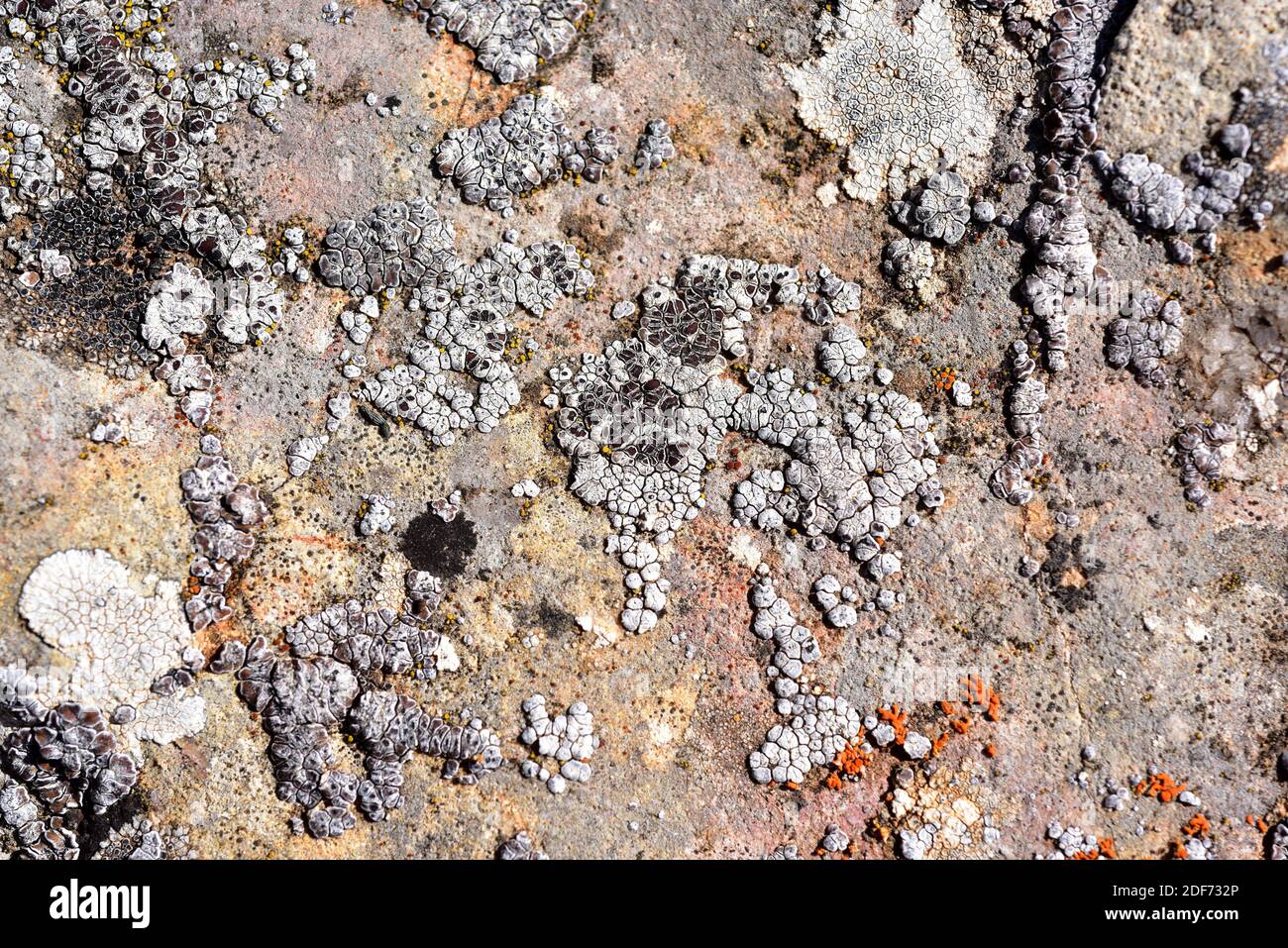Grey Lichen High Resolution Stock Photography and Images - Alamy