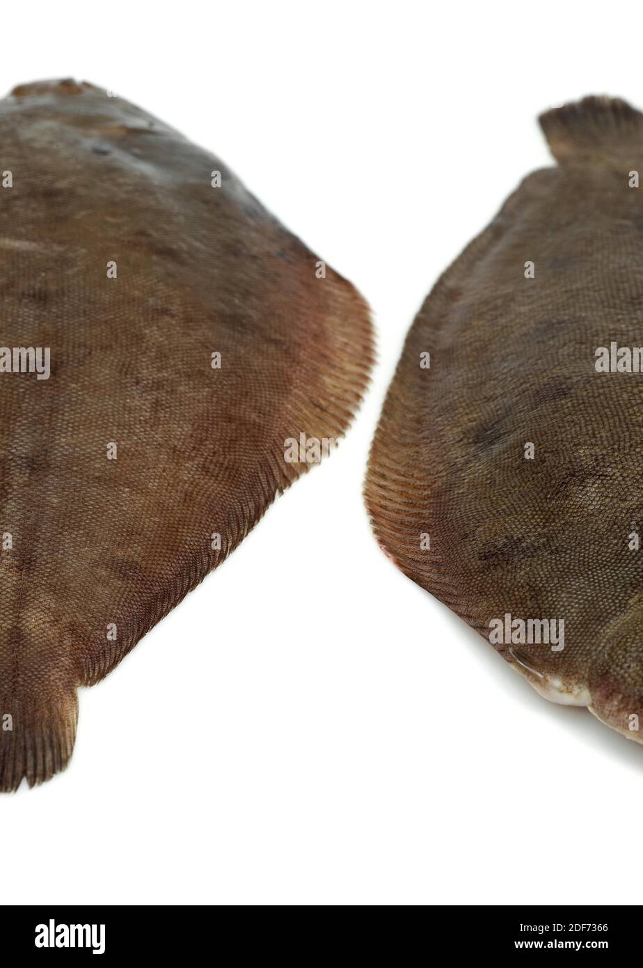 Sole Fish, solea solea, Fresh Fish against White Background Stock Photo ...