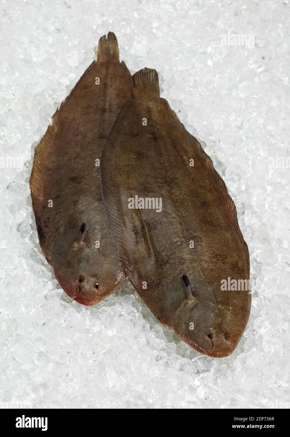 Sole Fish, solea solea, Fresh Fish on Ice Stock Photo - Alamy