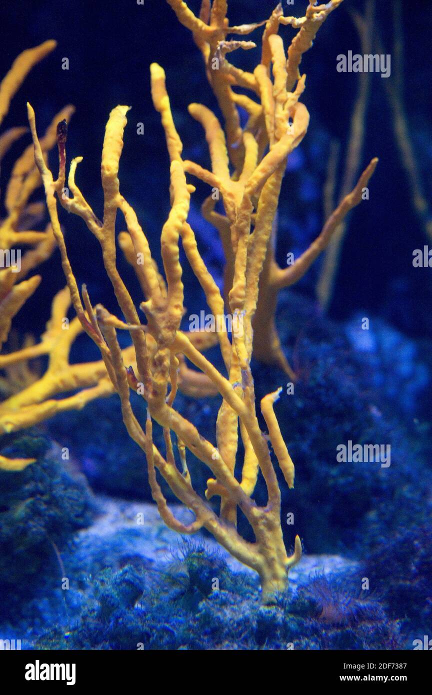 Common antler sponge hi-res stock photography and images - Alamy