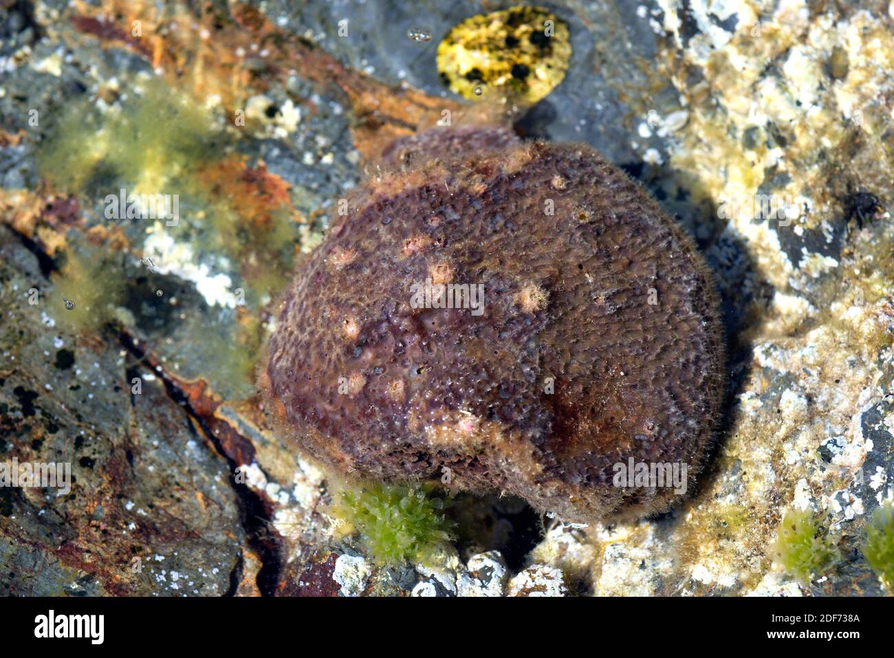 Class Demospongiae Examples