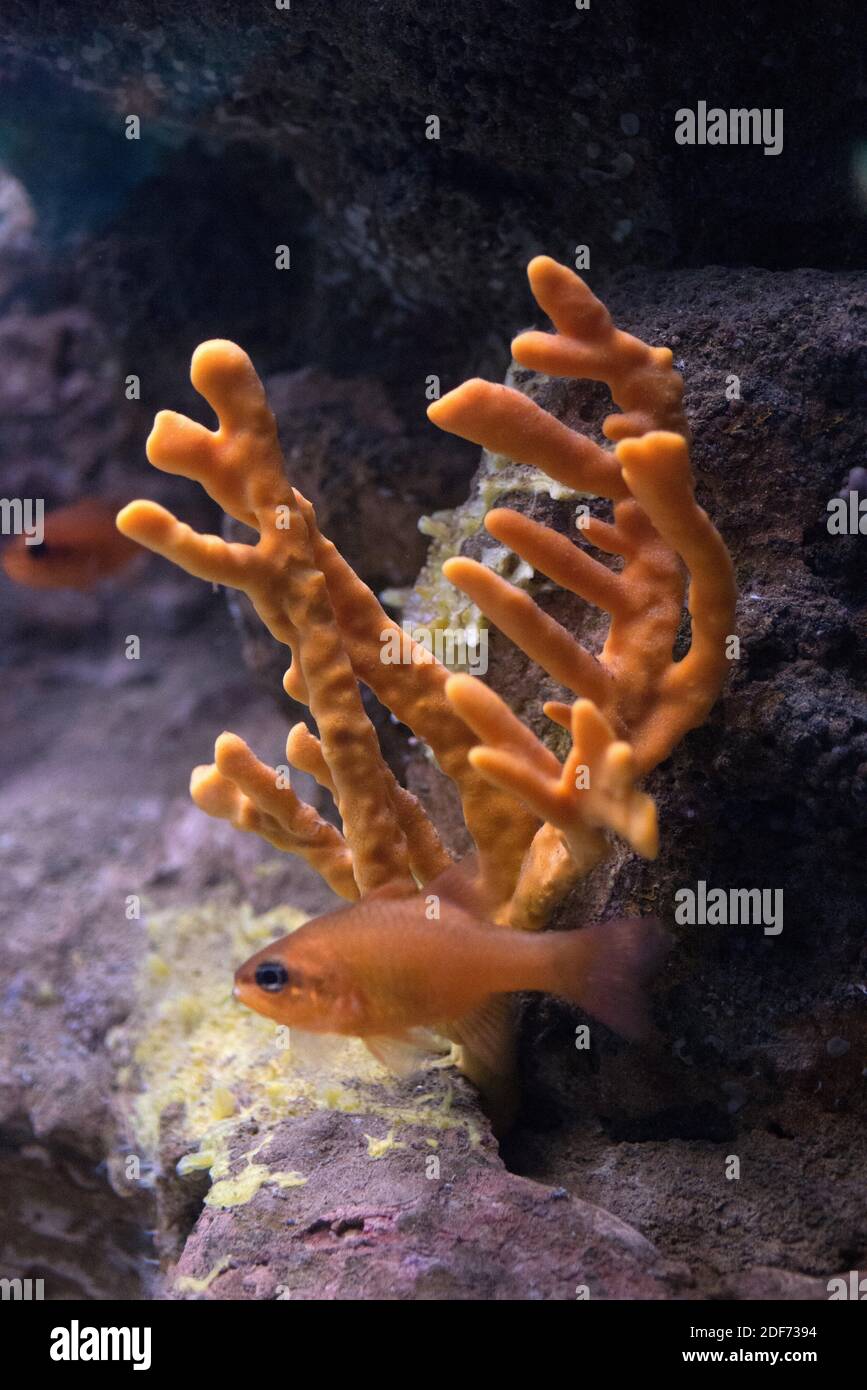 Sponge up close hi-res stock photography and images - Alamy