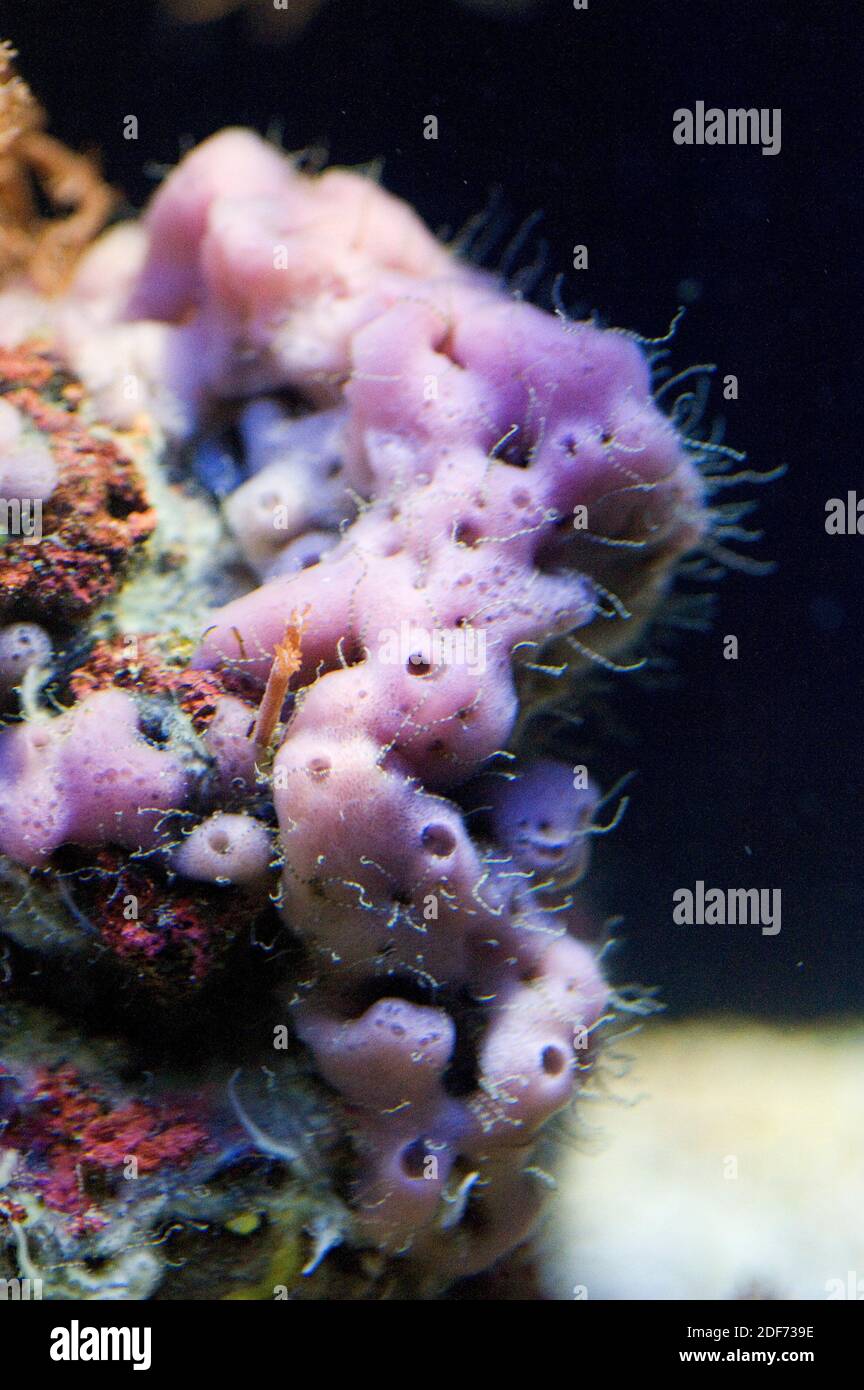 Haliclona sponge hi-res stock photography and images - Alamy