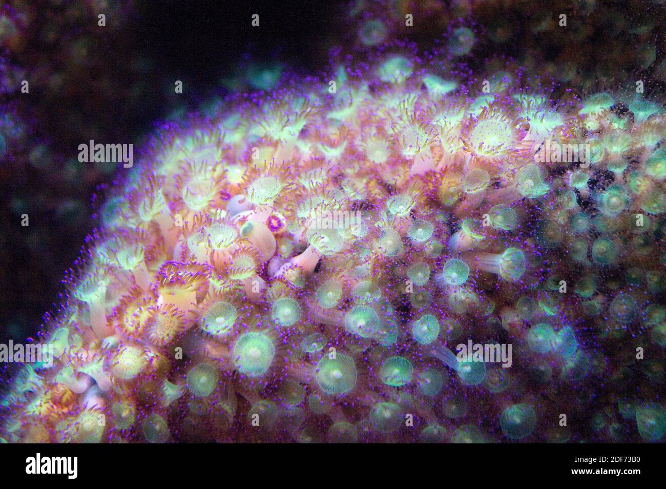 Jewel anemone (Corynactis viridis) is a very variable coloured anemone ...