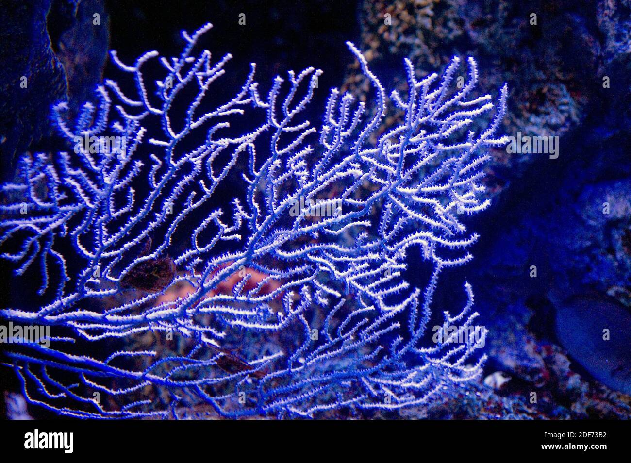 Colony colonial hi-res stock photography and images - Alamy