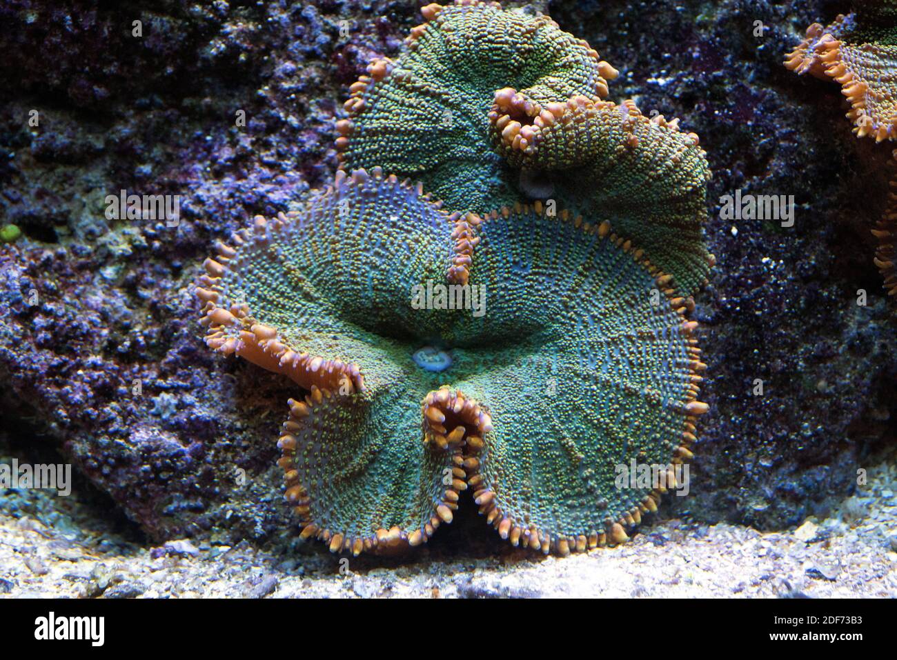 Anemone mushroom coral hi-res stock photography and images - Alamy