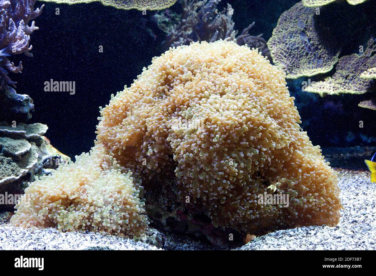 Bubble Tip Sea Anemone High Resolution Stock Photography and Images - Alamy