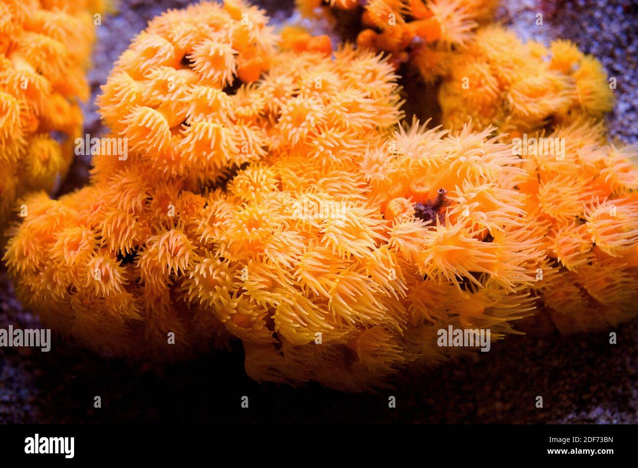 Colony of tubastrea sp hi-res stock photography and images - Alamy