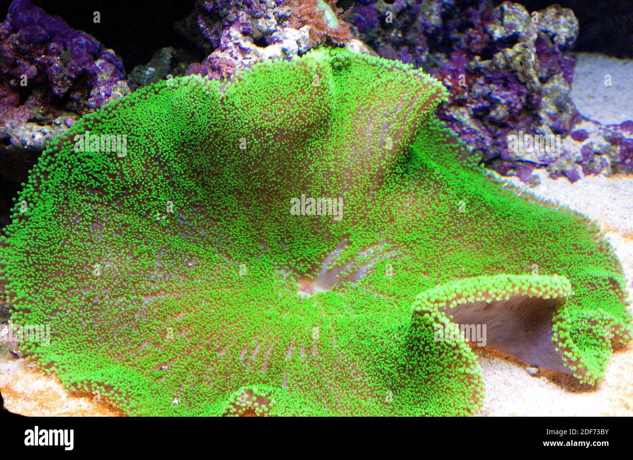 Haddons sea anemone hi-res stock photography and images - Alamy