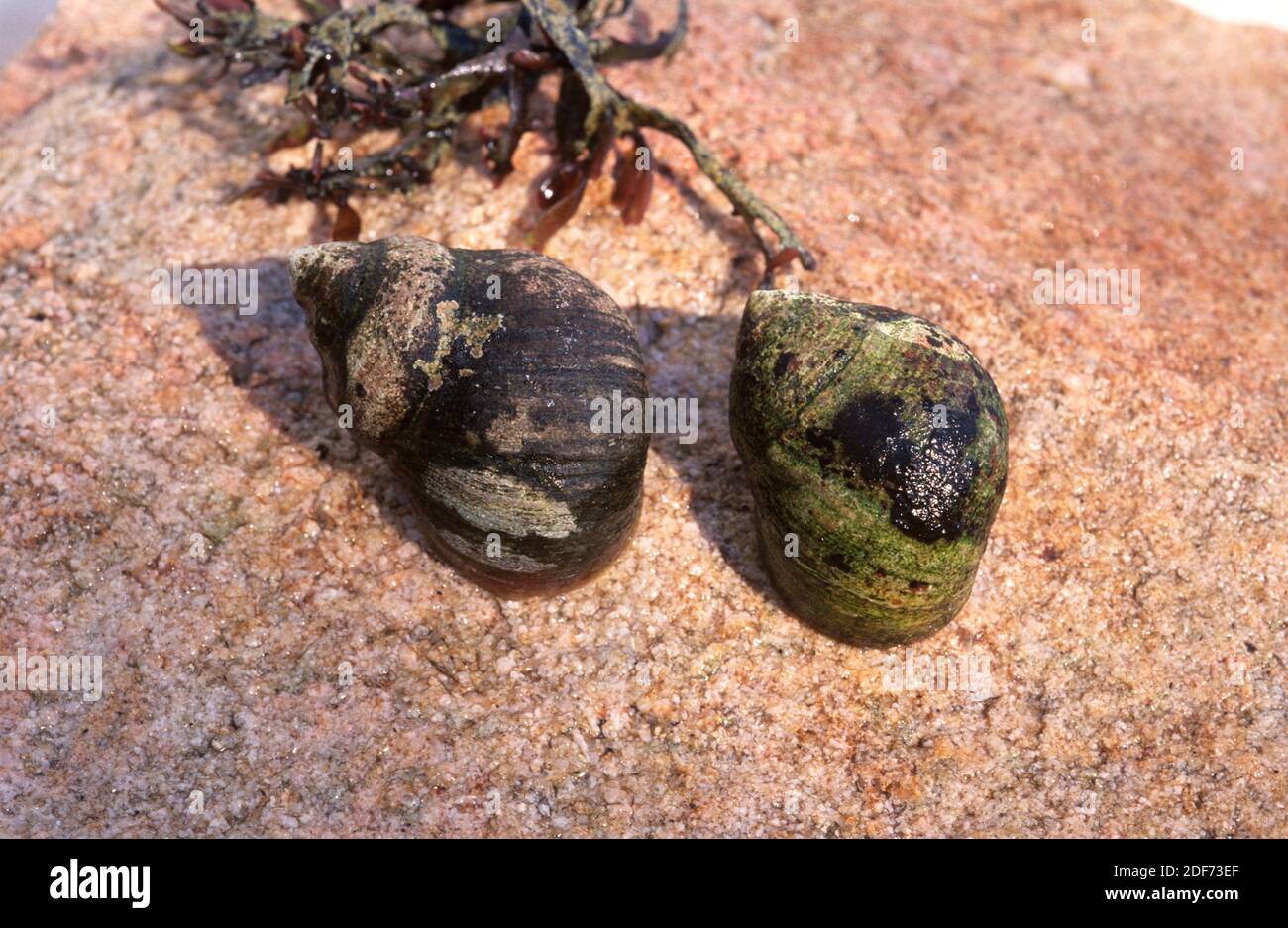 Periwinkle Snail High Resolution Stock Photography and Images - Alamy