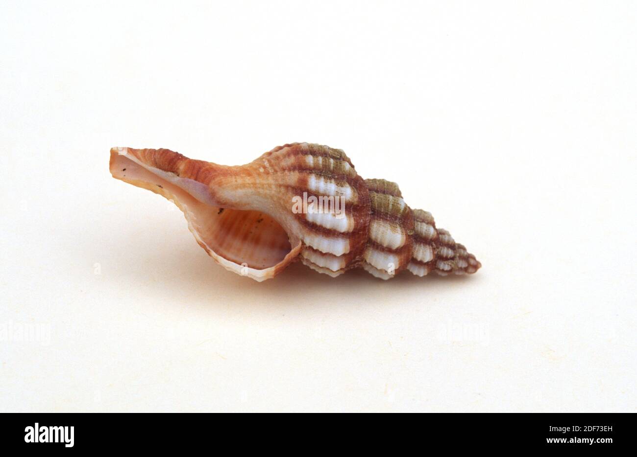 Marine Snails Identification