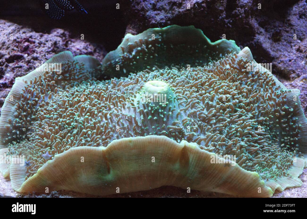 Rhodactis sp. is a genus of mushroom corals Stock Photo - Alamy