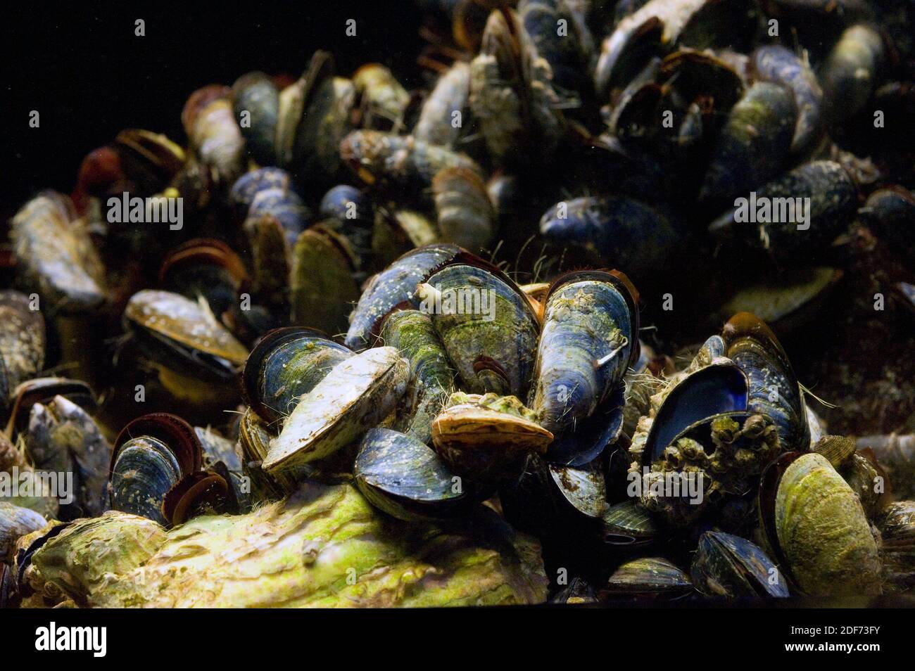 Common mussel mytilus edulis hi-res stock photography and images - Alamy