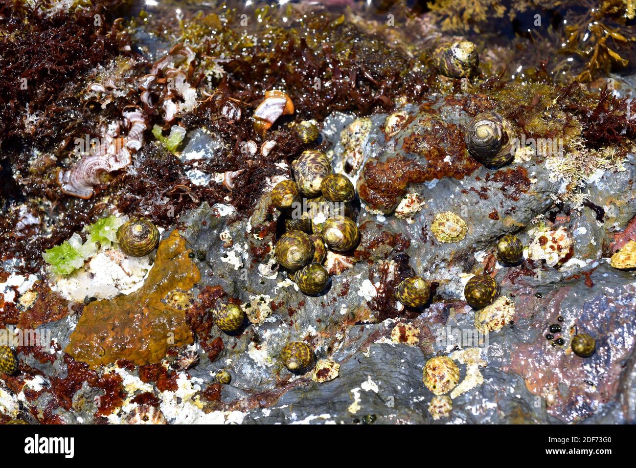 Marine Gastropod Mollusk High Resolution Stock Photography and Images ...