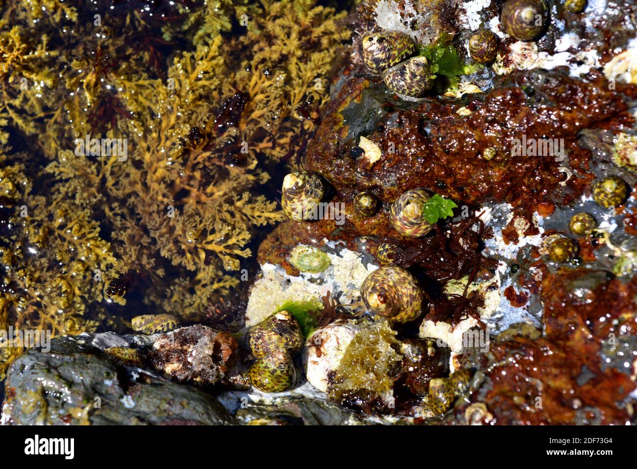 Lined top shell (Phorcus lineatus or Monodonta lineata) is a marine ... Lined top shell (Phorcus lineatus or Monodonta lineata) is a marine ...