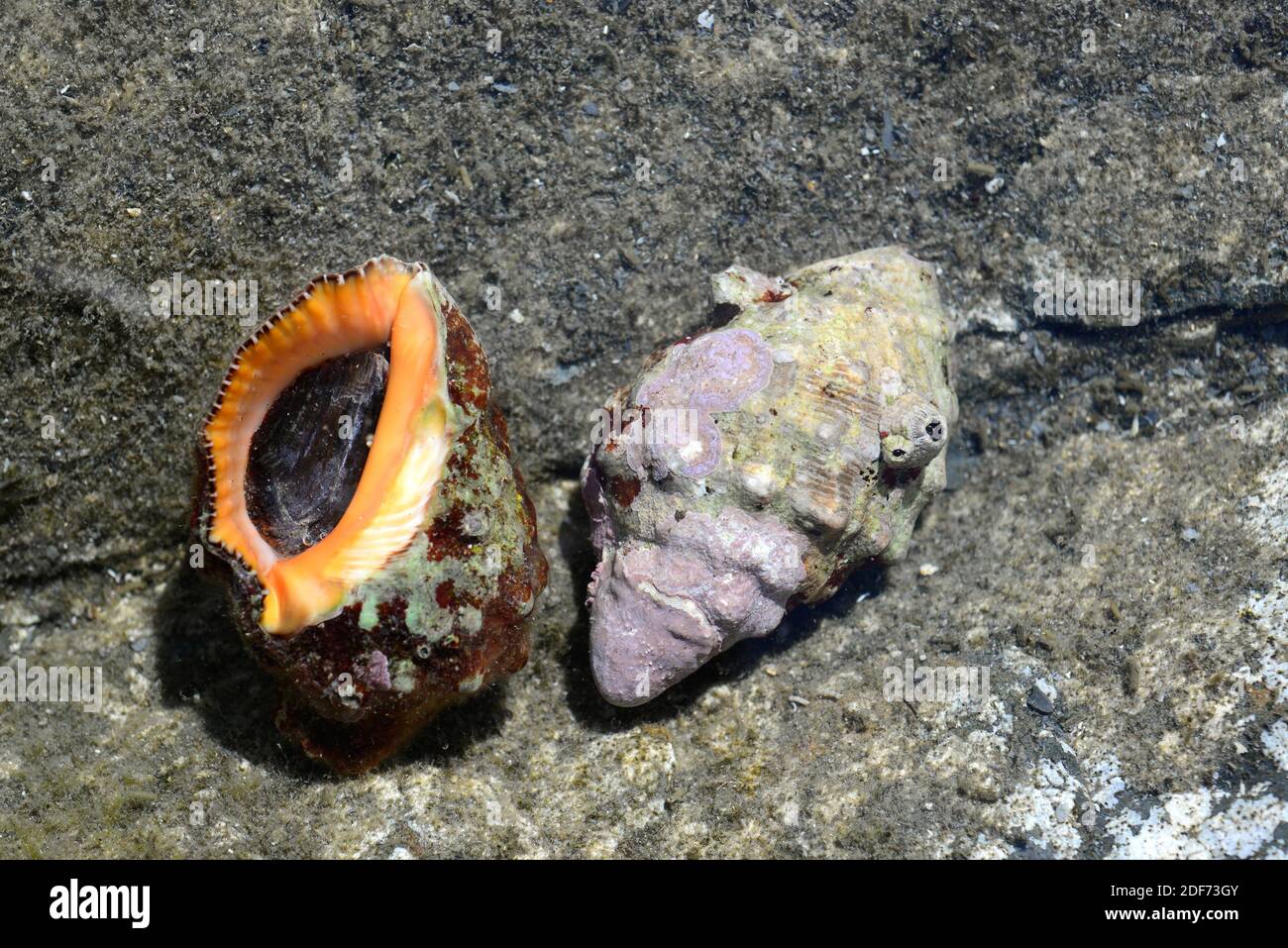 Predator snail hi-res stock photography and images - Alamy