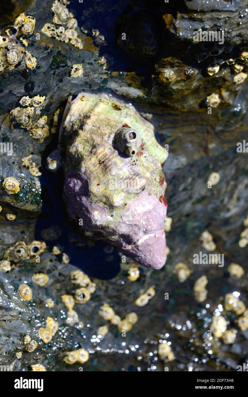 Rock shell hi-res stock photography and images - Alamy