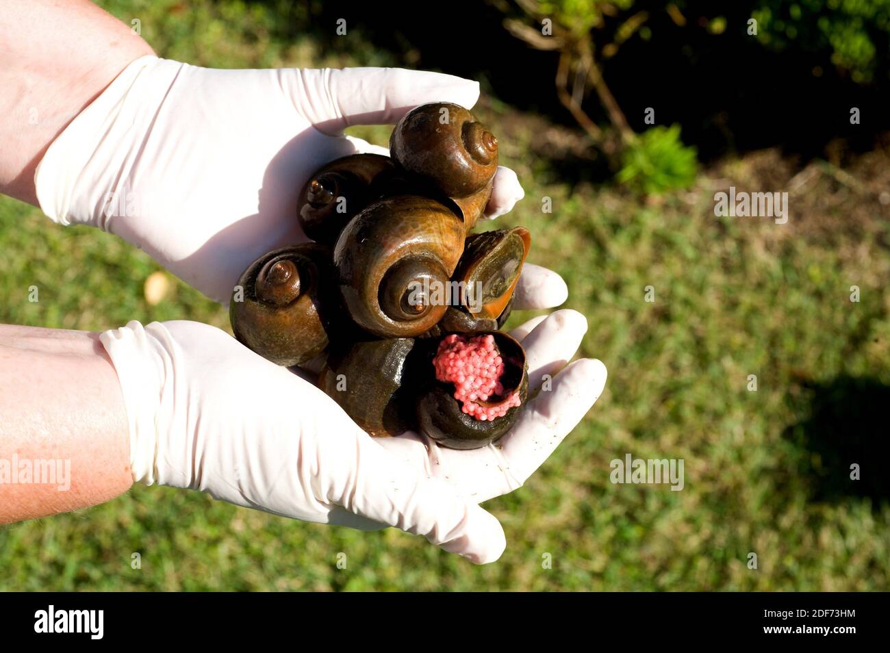Pomacea maculata hi-res stock photography and images - Alamy
