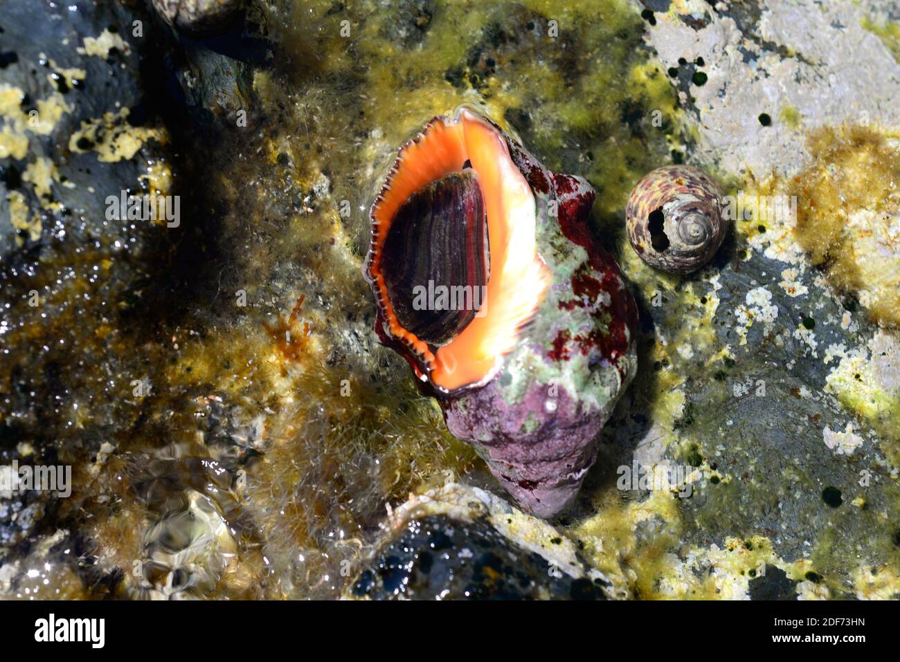 Rock shell hi-res stock photography and images - Alamy