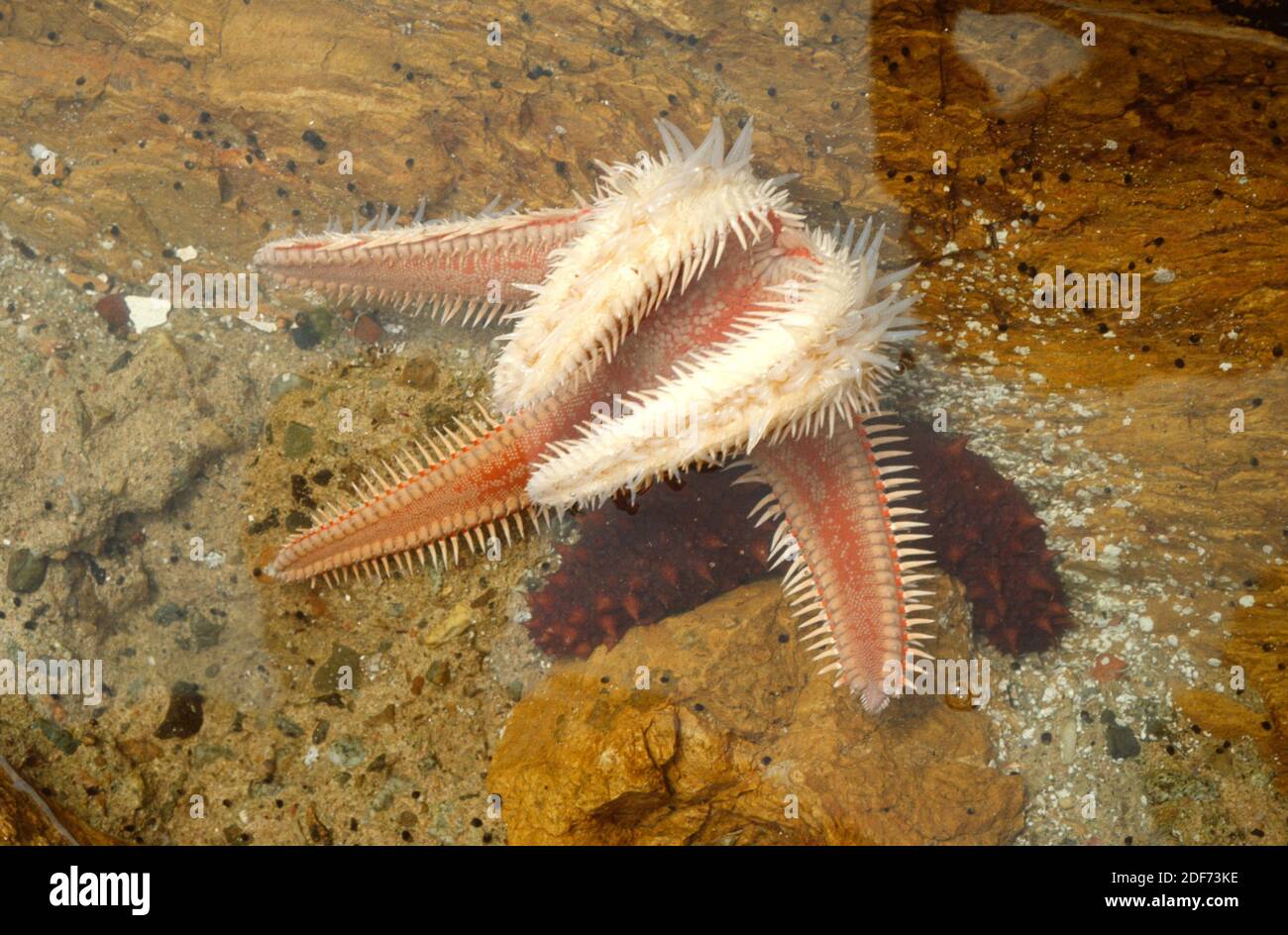 Lower face hi-res stock photography and images - Alamy