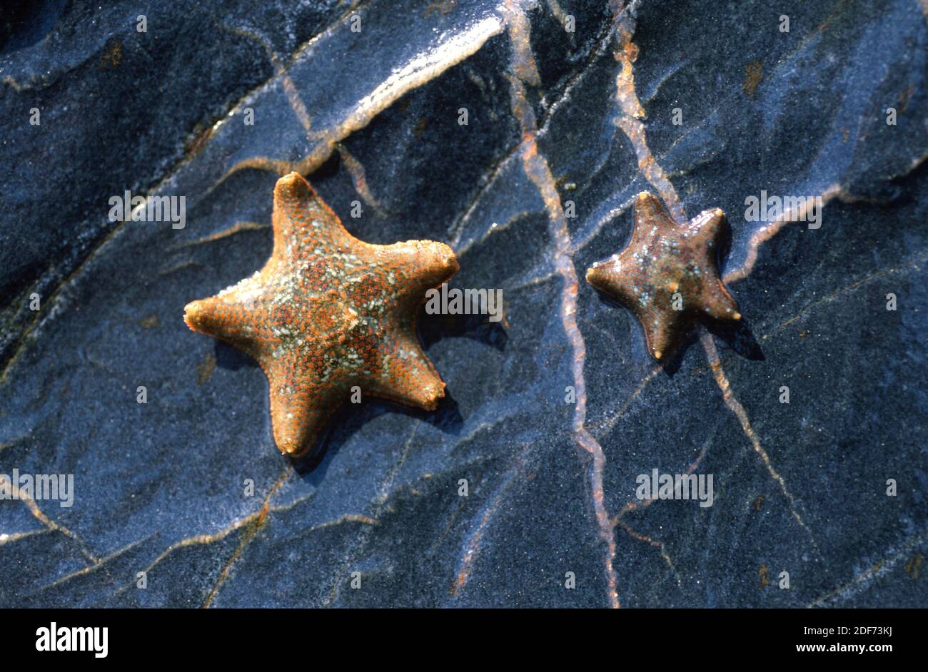 Pentagonal High Resolution Stock Photography and Images - Alamy