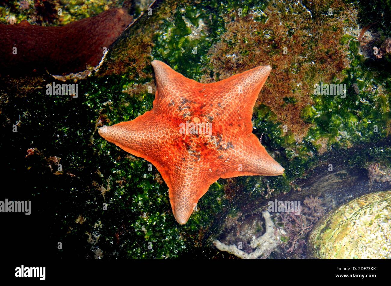 Goose foot starfish hi-res stock photography and images - Alamy