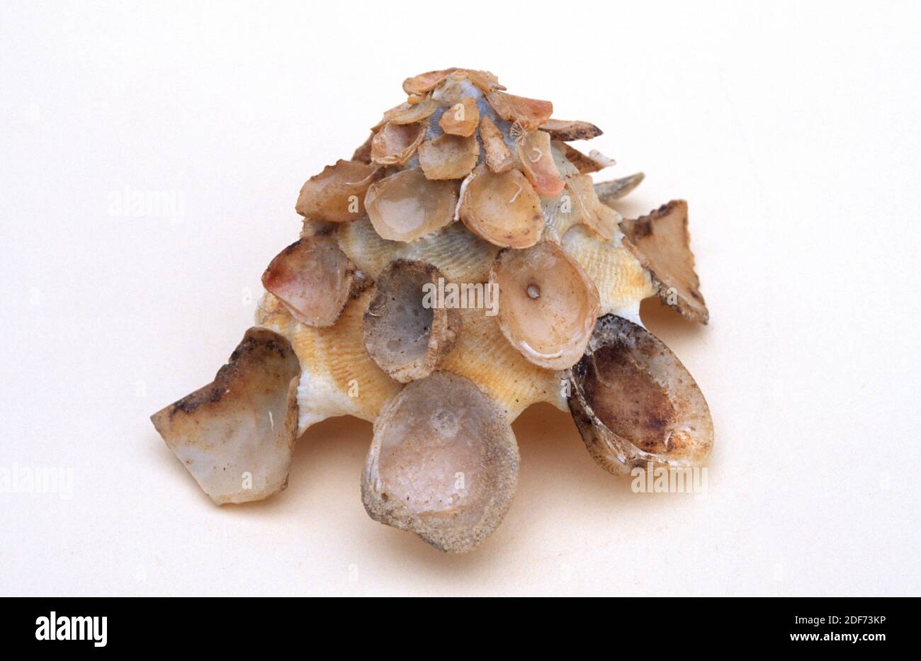 Mediterranean Snail High Resolution Stock Photography and Images - Alamy