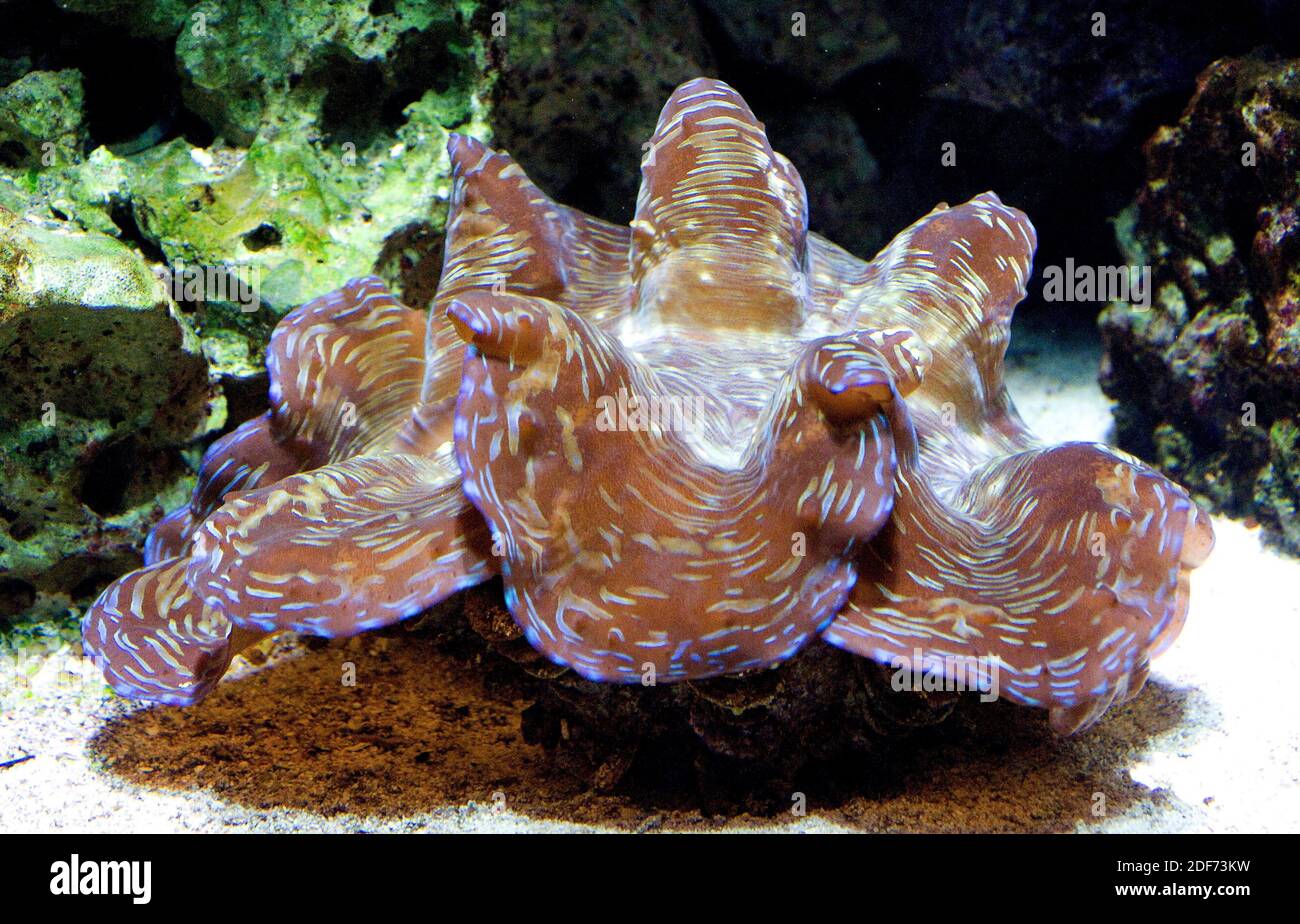 Tridacna Squamosa High Resolution Stock Photography and Images - Alamy
