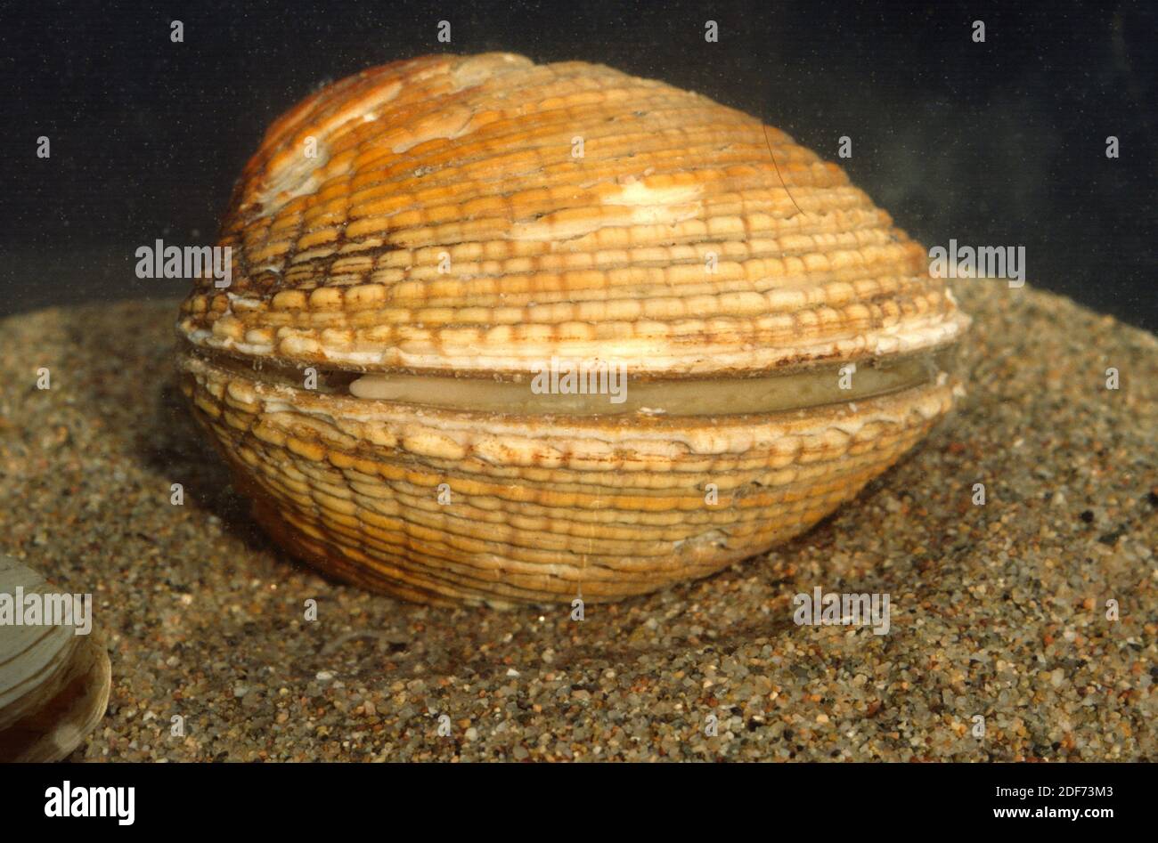 Venus venus hi-res stock photography and images - Alamy