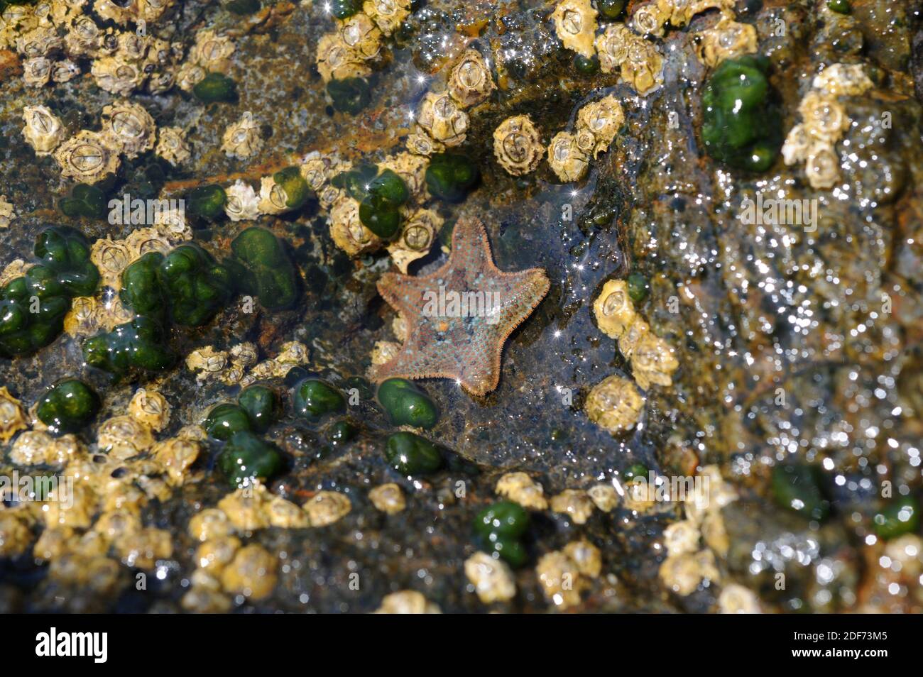 Pentagonal hi-res stock photography and images - Alamy