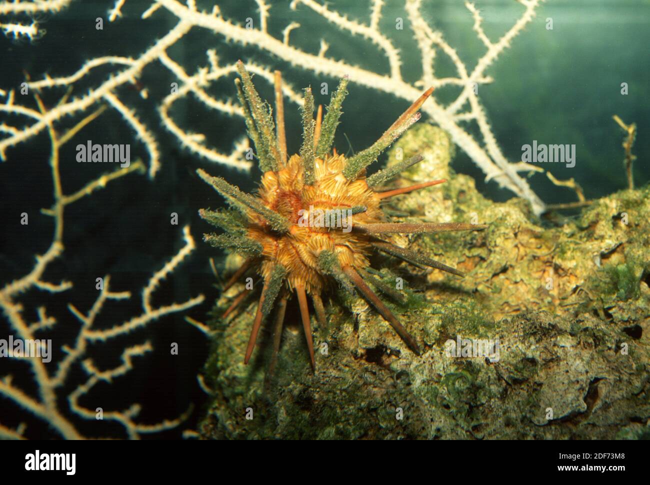 Long spine slate pen sea urchin hi-res stock photography and images - Alamy