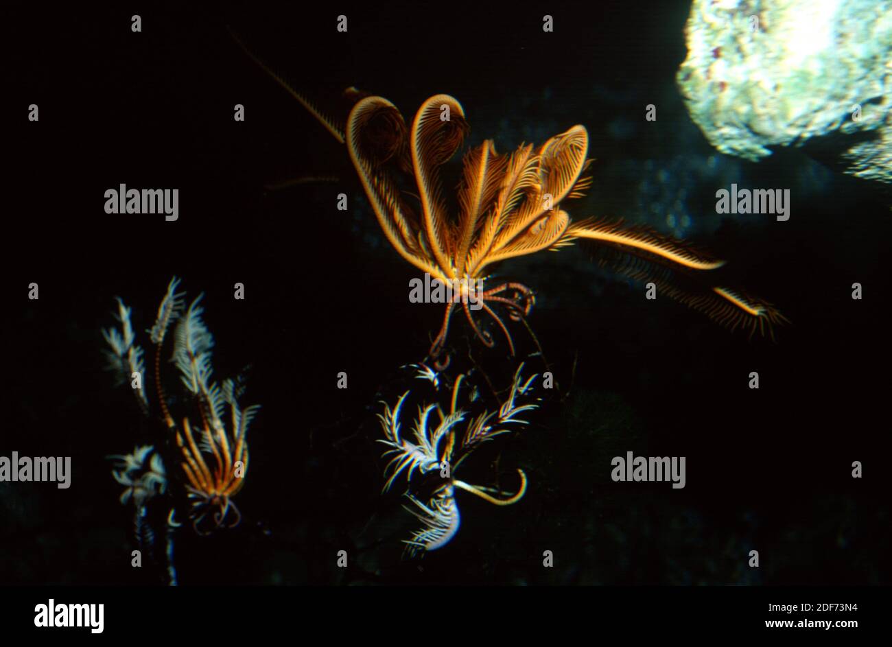 Underwater crinoid feather star hi-res stock photography and images - Alamy