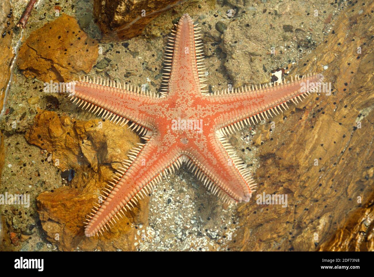 Astropecten Aurantiacus