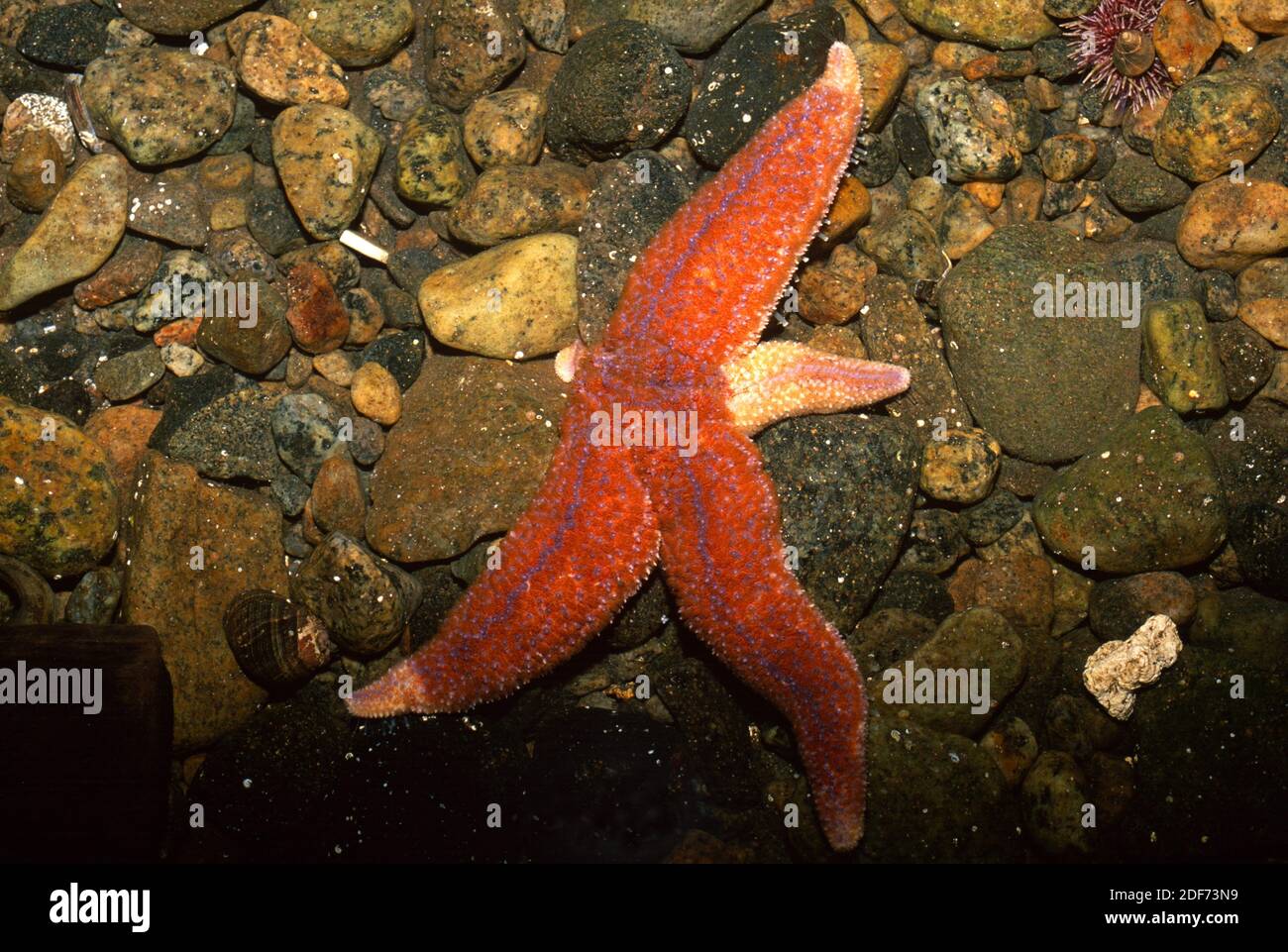 Starfish regenerating hi-res stock photography and images - Alamy