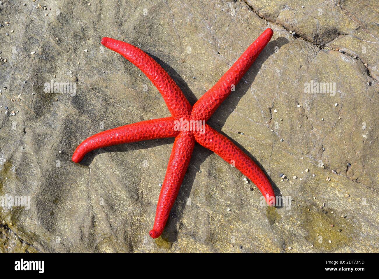Mediterranean starfish hi-res stock photography and images - Alamy