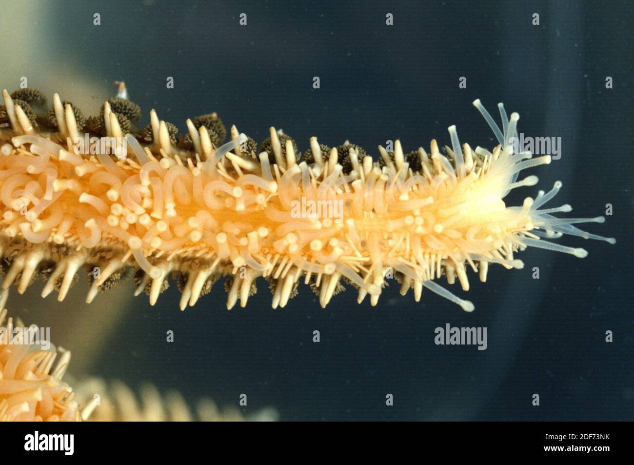 Tube feet starfish hi-res stock photography and images - Alamy