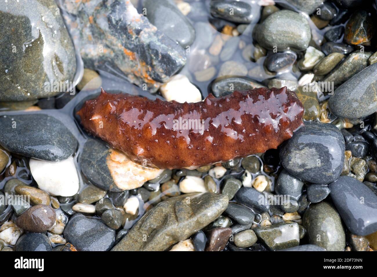 Holothuria hi-res stock photography and images - Alamy